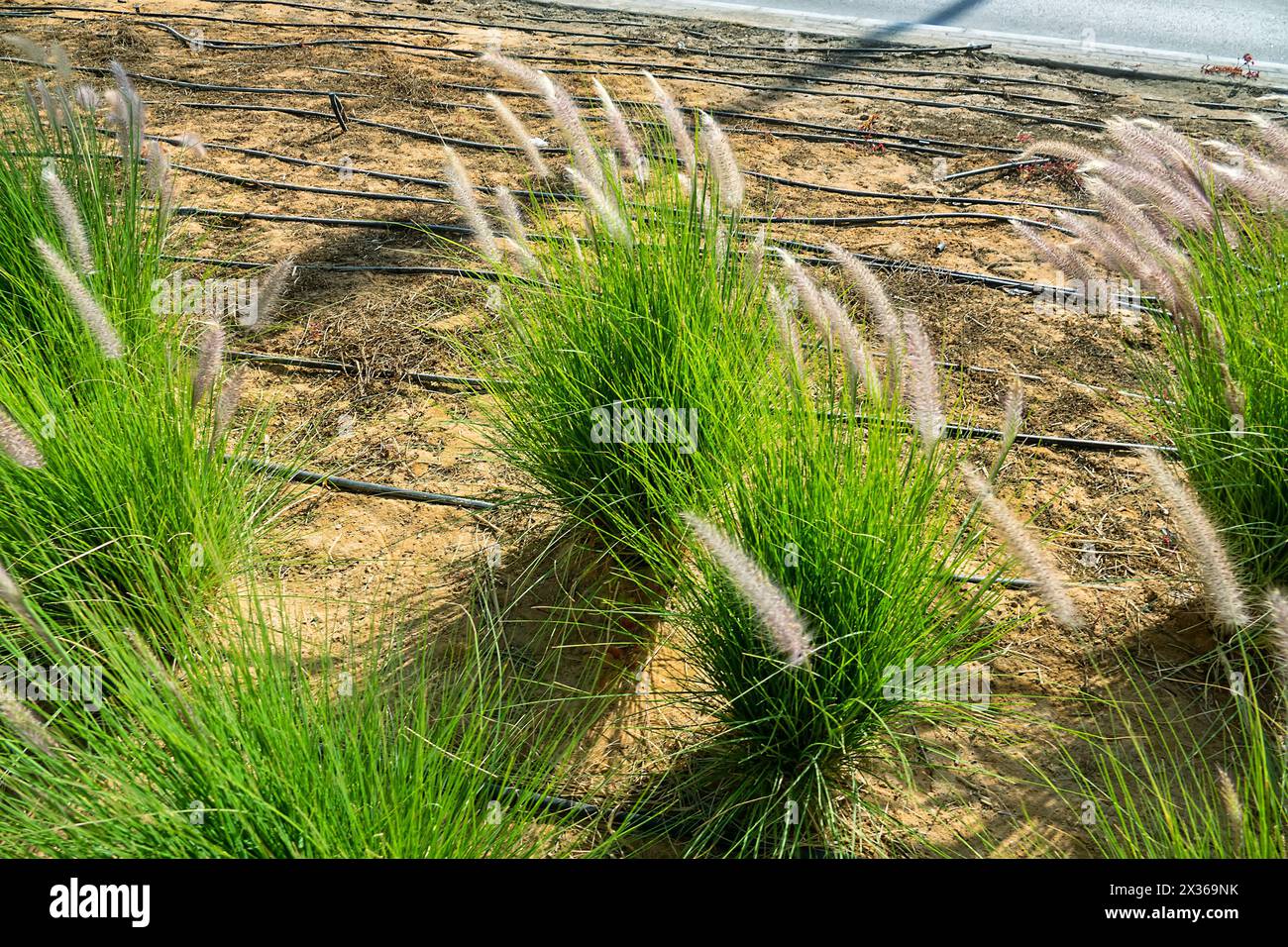 Drip irrigation water pipes (drip system) in the desert, green plants on sea shore, small reed ...