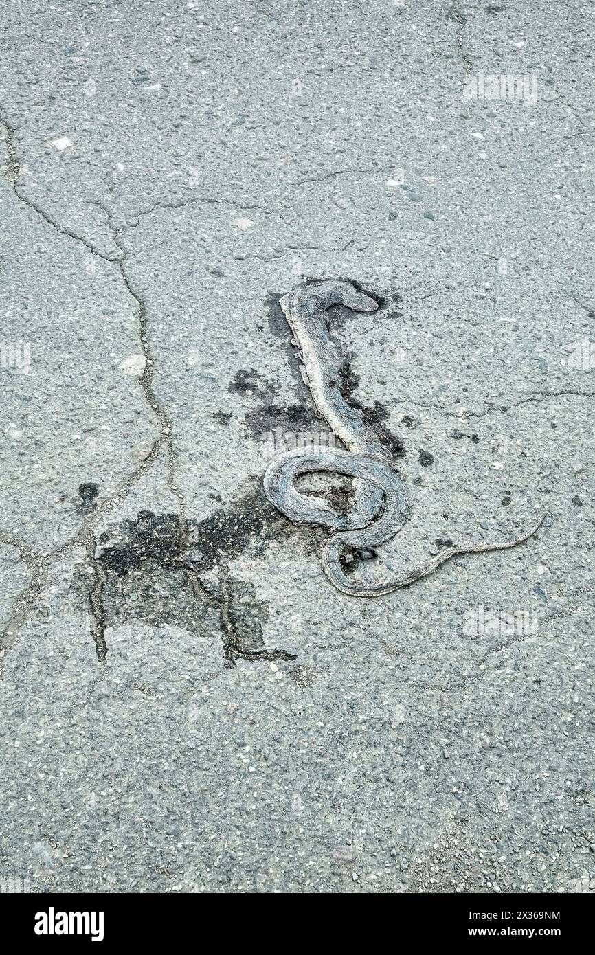 Snake crushed by car on field road Stock Photo - Alamy
