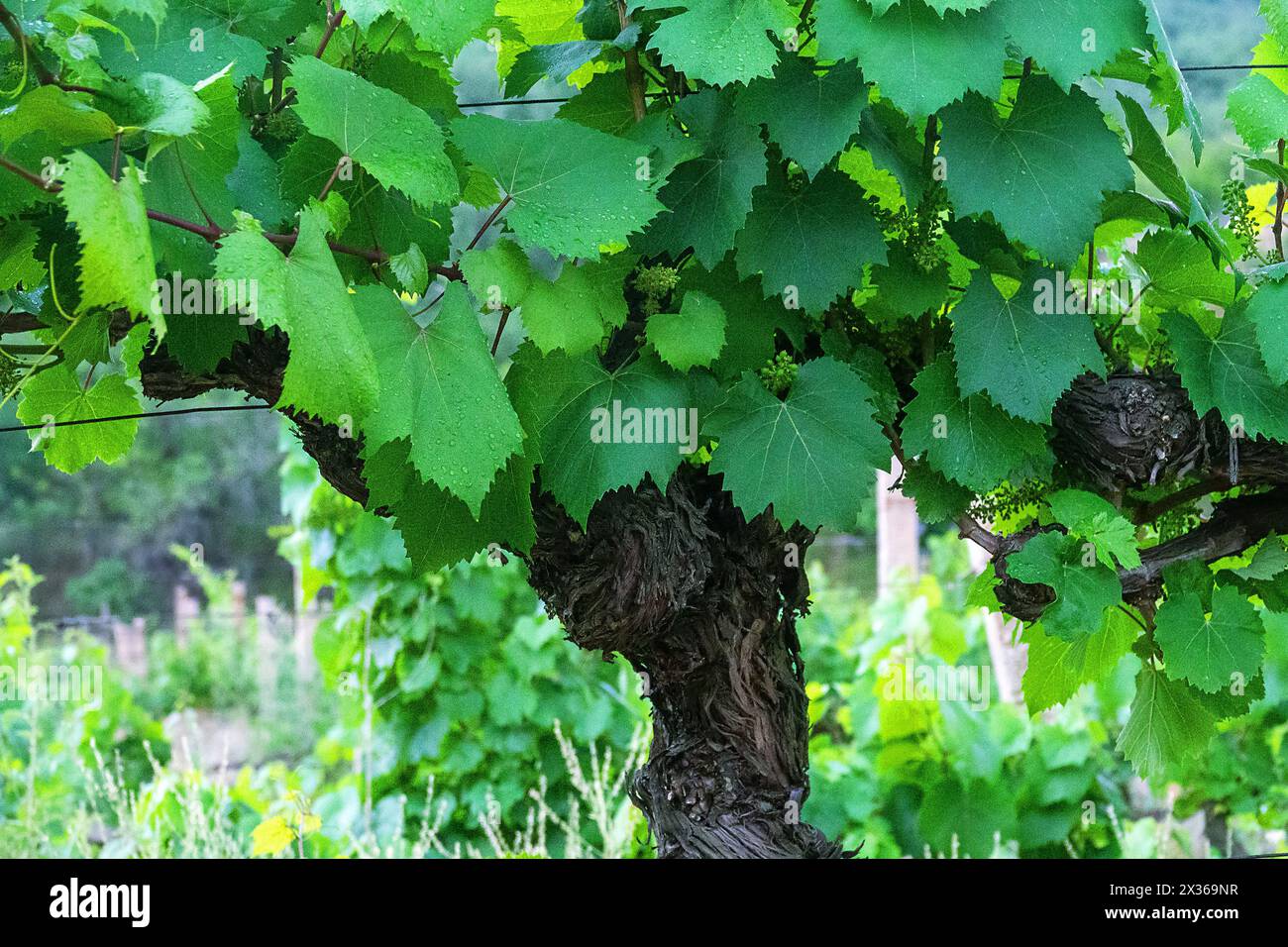 Vinery. 60-year-old bushes of wine grapes. Ovary of fruits. Madeira is ...