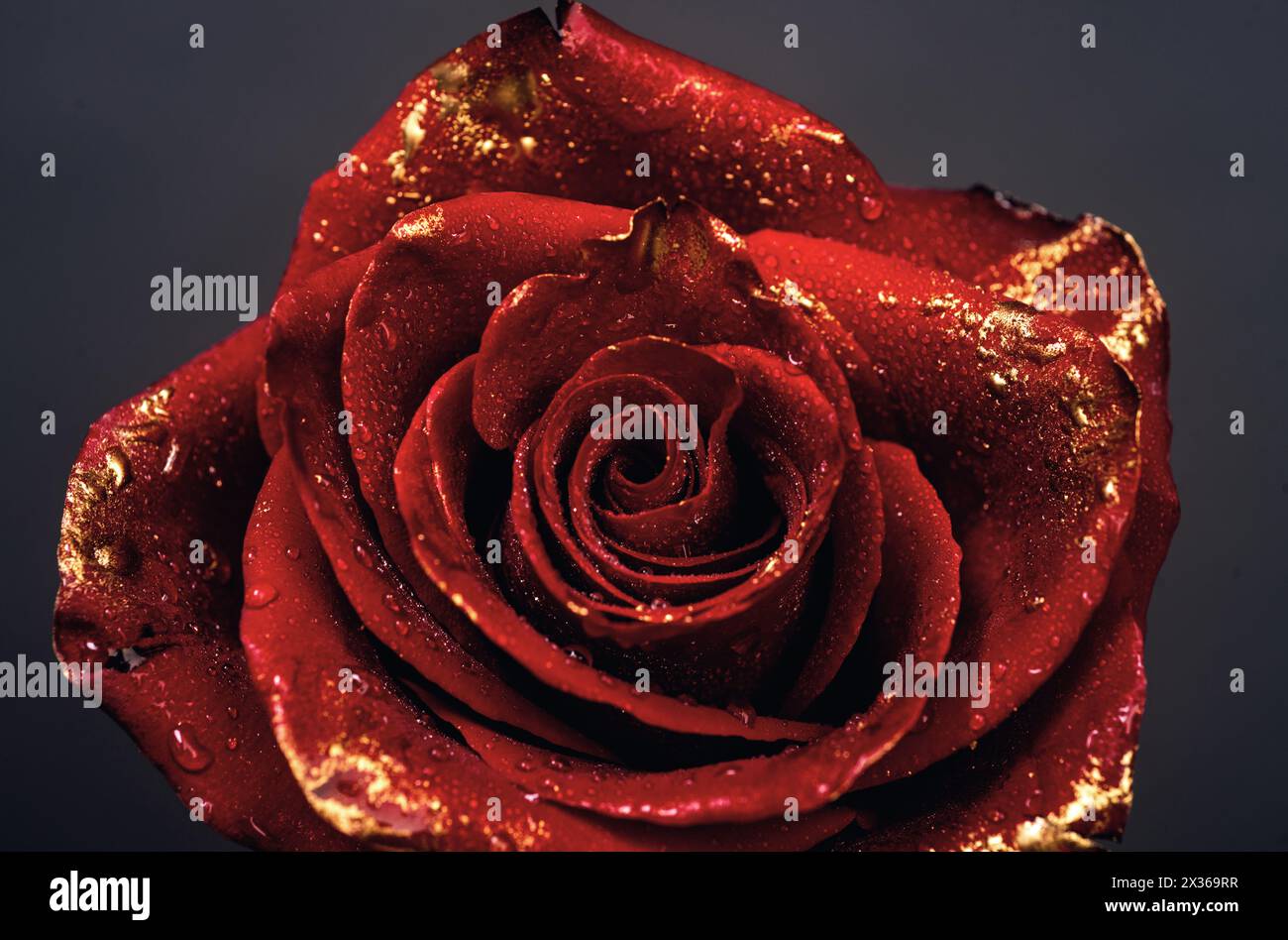 Rose with gold paint petals. Closeup of golden roses on black ...