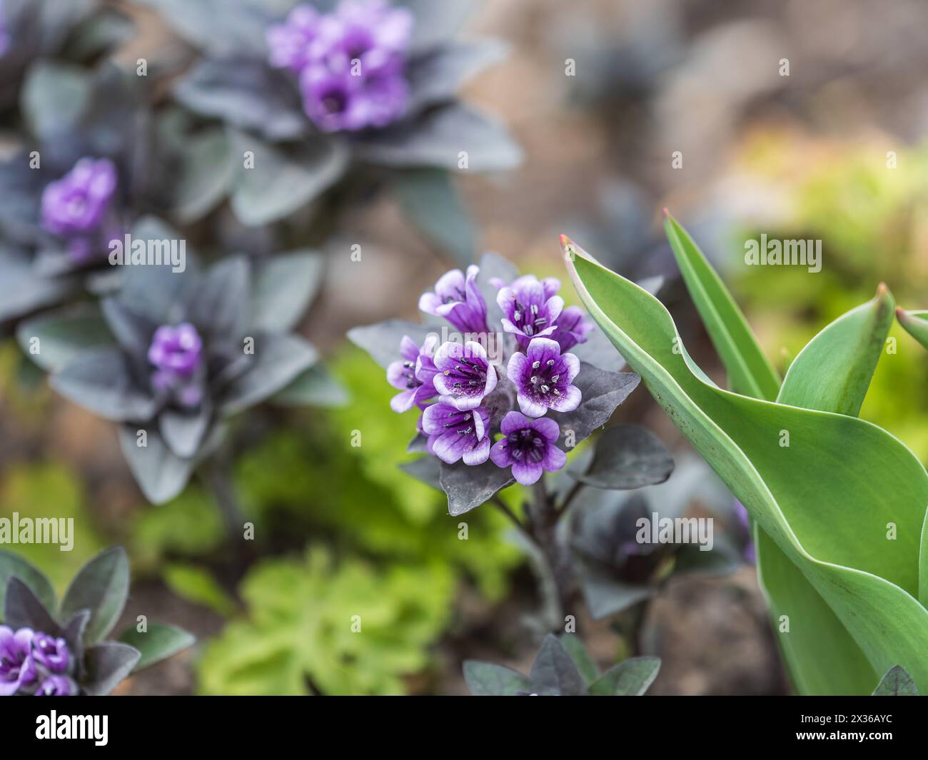 Lilac flower blooms in spring in May, poisonous plant listed in the red ...