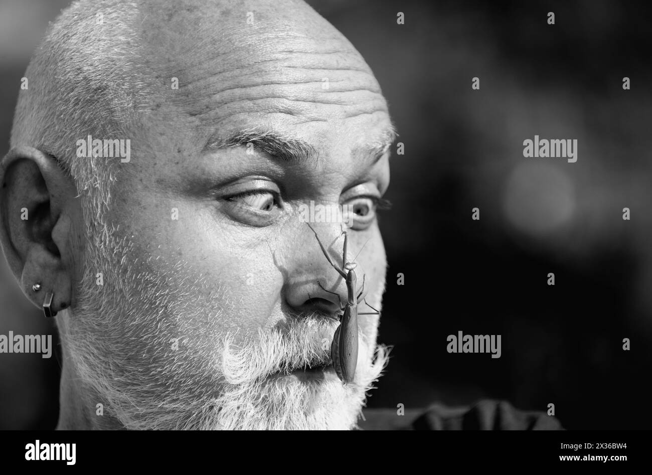 Mature insects Black and White Stock Photos & Images - Alamy