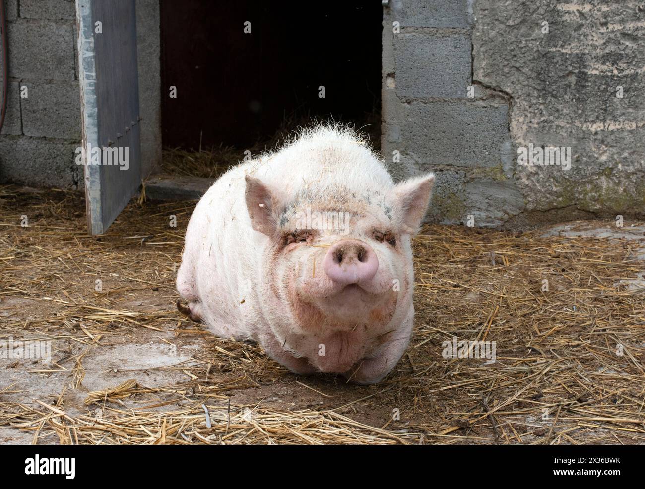 adult pink miniature pig walking in the garden in summer Stock Photo ...