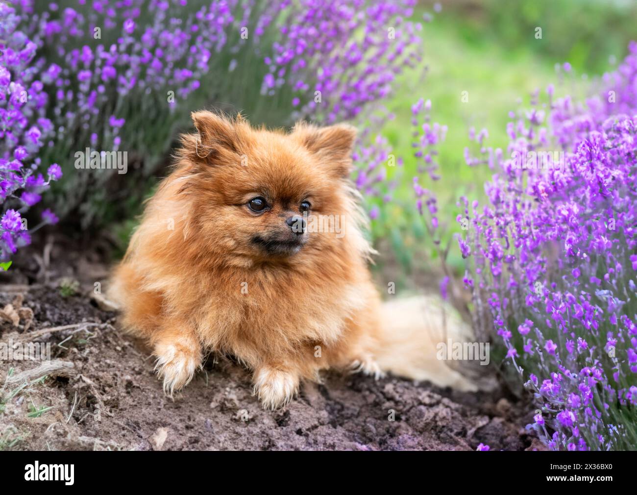 picture of pomeranian in the nature, in spring Stock Photo - Alamy
