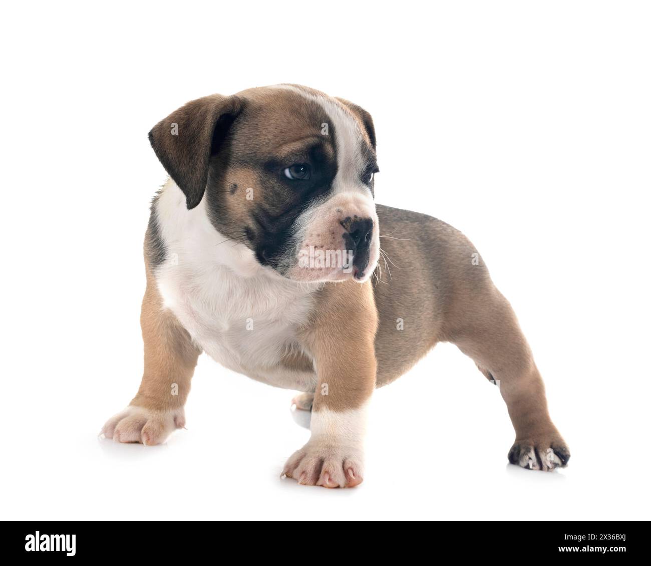 puppy american bully in front of white background Stock Photo - Alamy