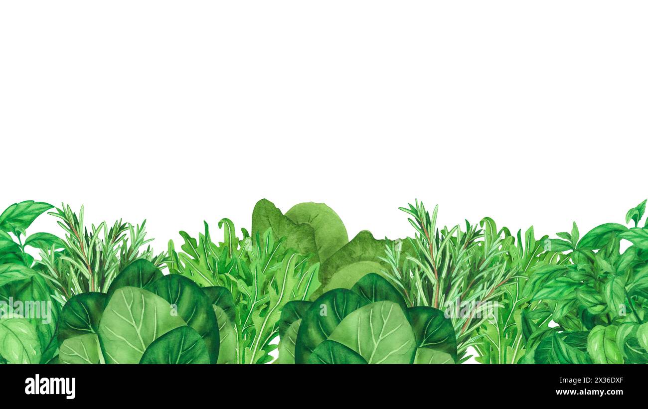 Seamless border with fresh herb, basil, rosemary isolated on white ...