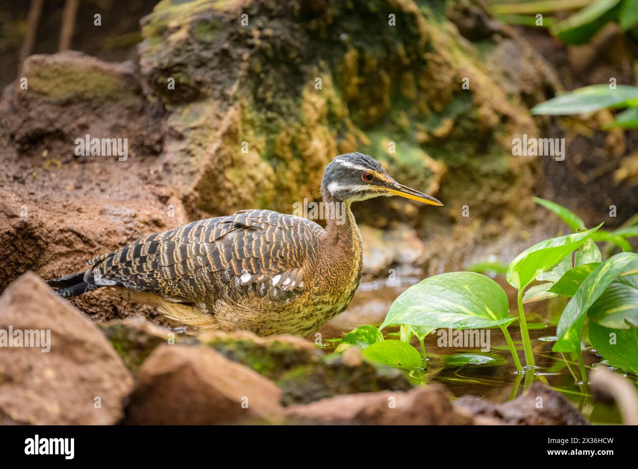 Sunbittern wing hi-res stock photography and images - Alamy