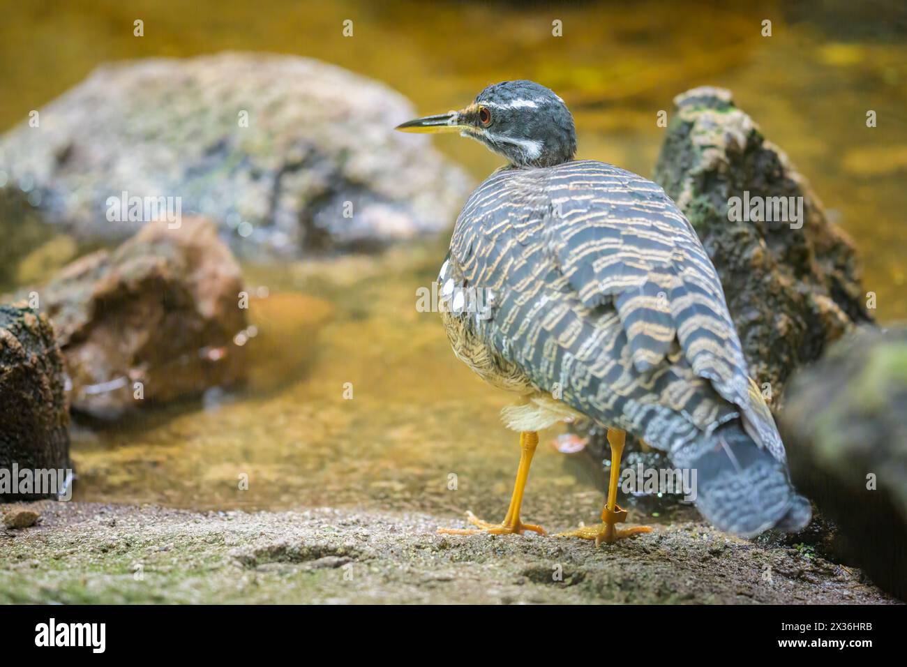 Sunbittern wing hi-res stock photography and images - Alamy