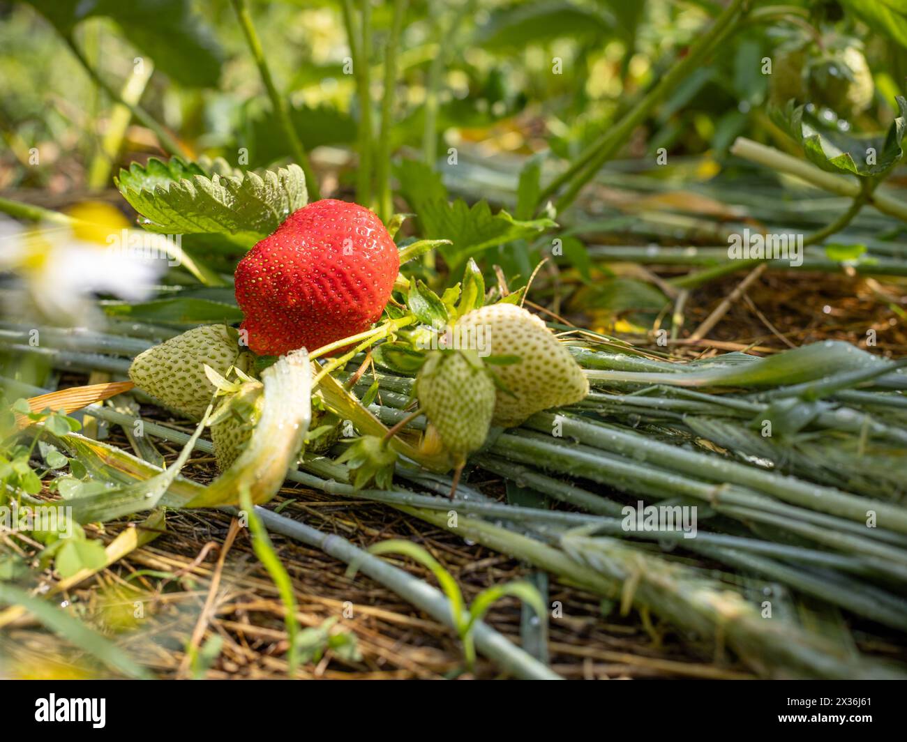Strawberry plant. Strawberry bush in the garden with ripe and unripe ...