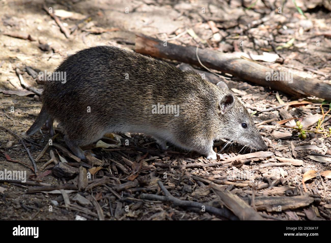 the Southern brown Bandicoots are about the size of a rabbit, and have ...