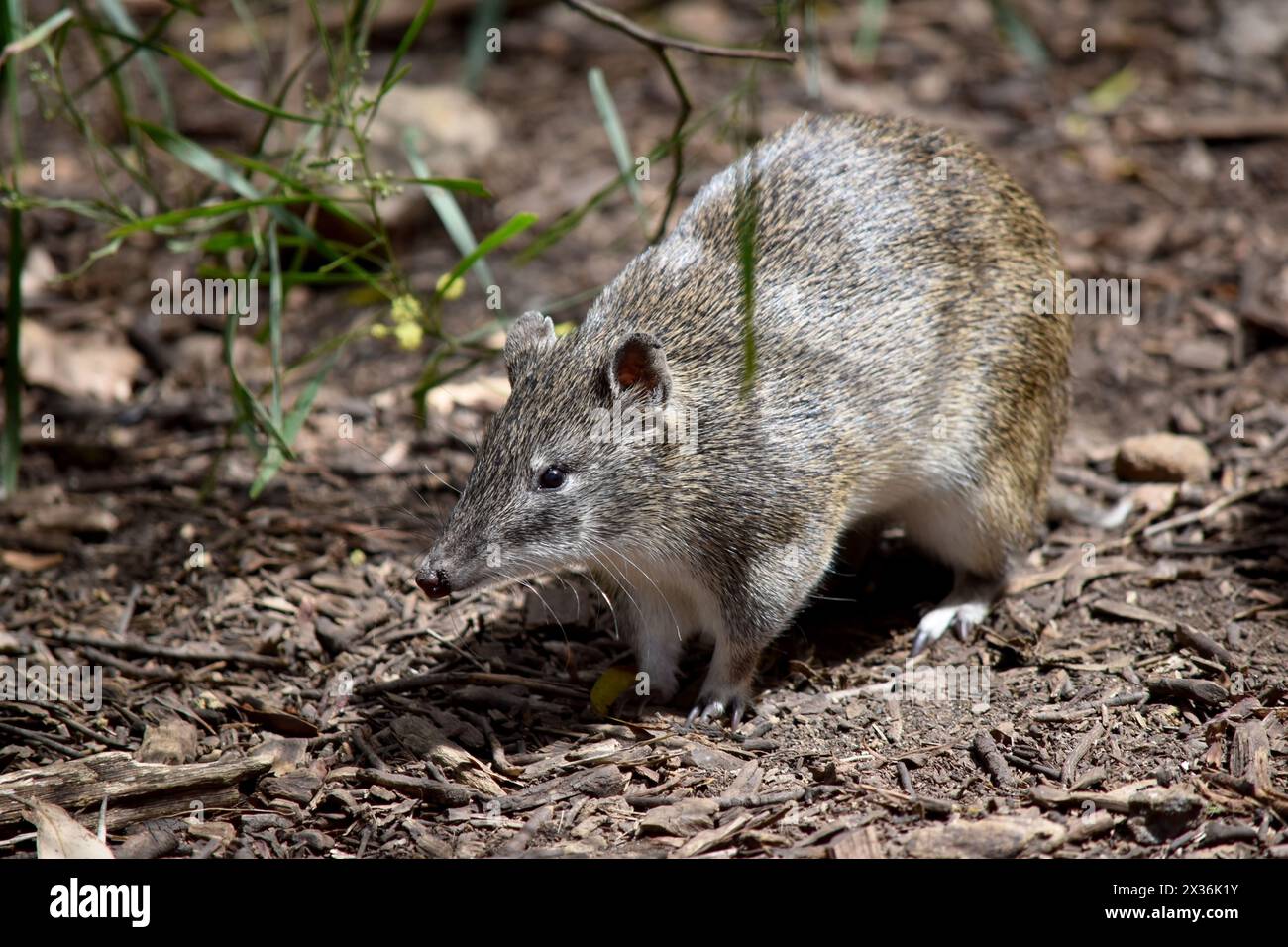 Southern brown Bandicoots are about the size of a rabbit, and have a ...