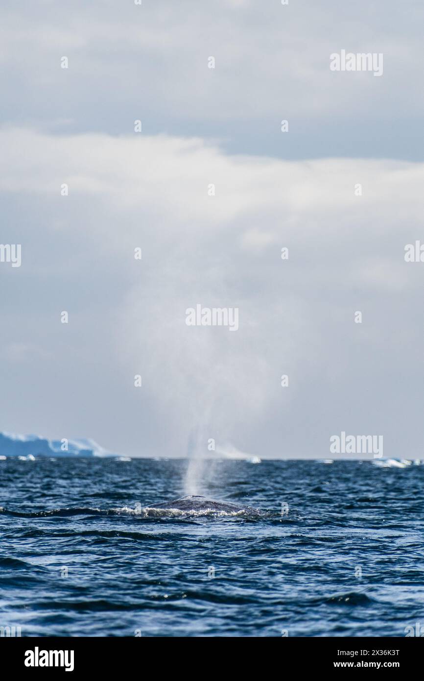 Close-up of the lateral fin of a sleeping Humpback Whale -Megaptera ...