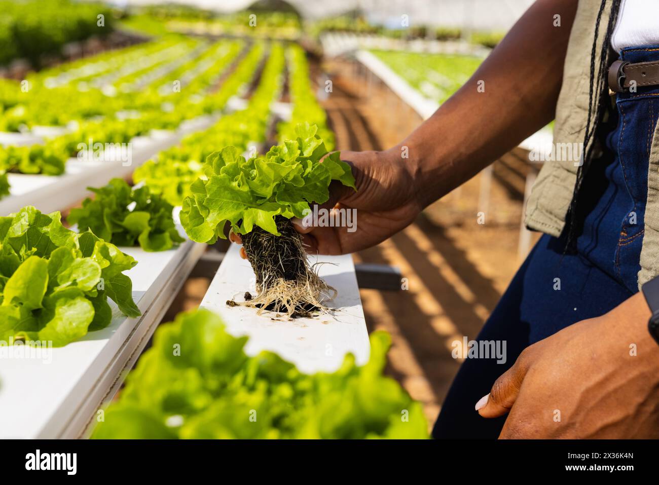An African American young female farmer examining lettuce in a ...