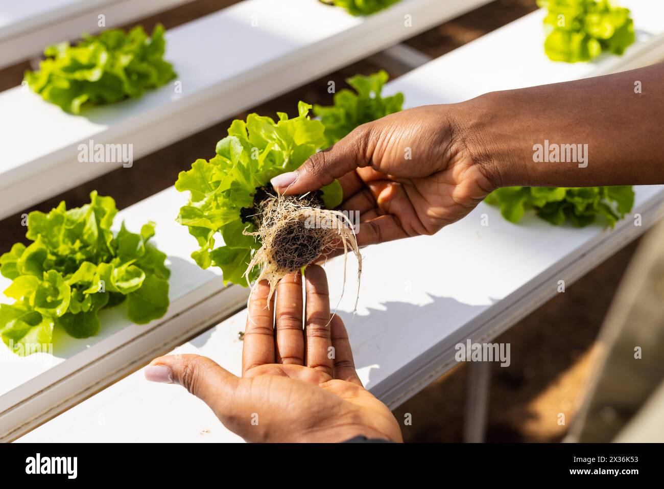 African American female farmer inspects lettuce roots in a hydroponic ...