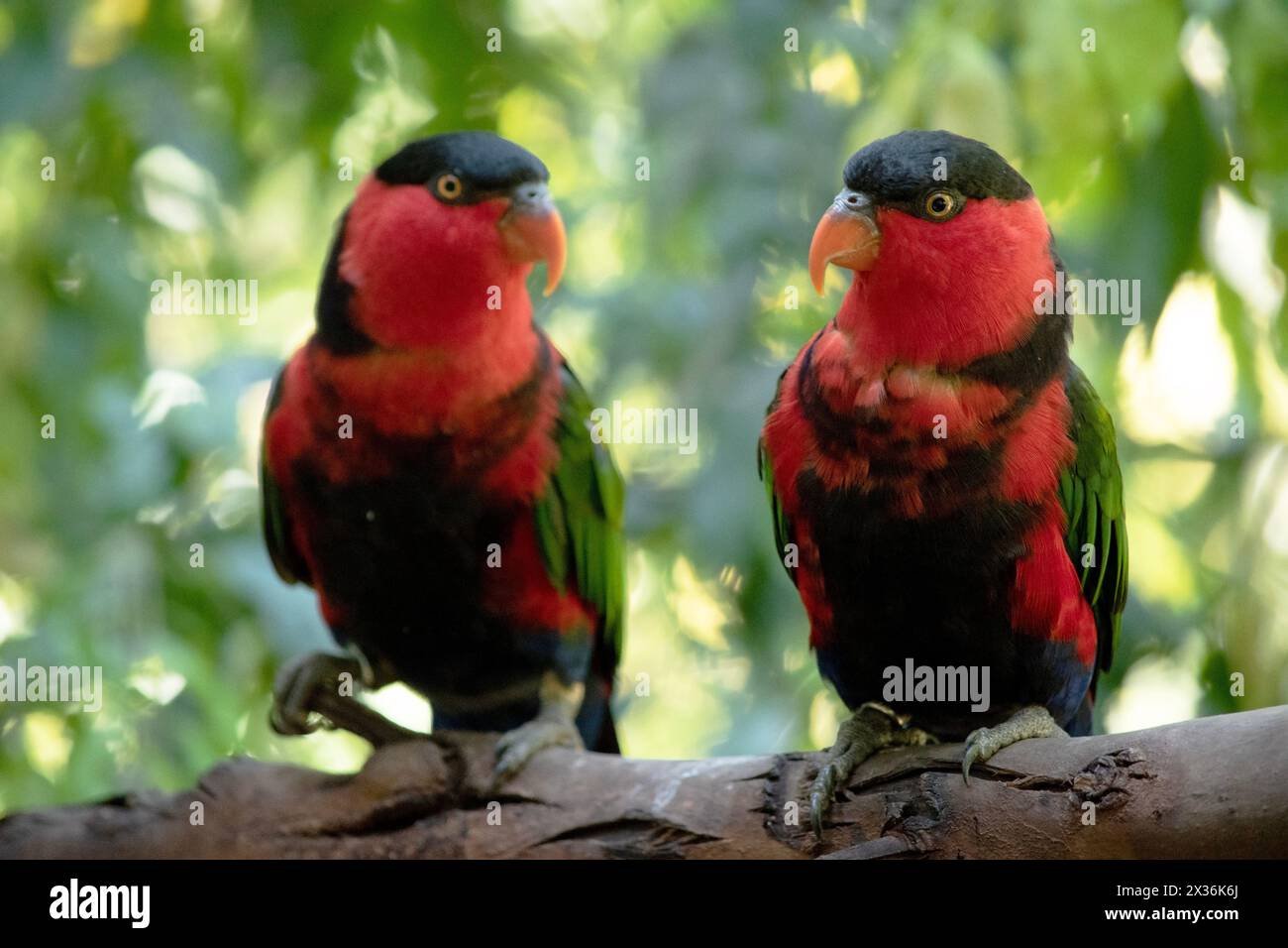 The Black capped lory has green wings, red head and upper body, a black ...