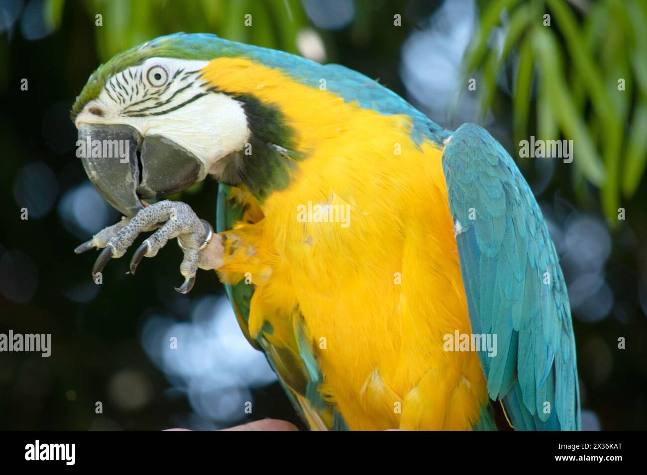 the blue and gold Macaw has back and upper tail feathers of the blue ...