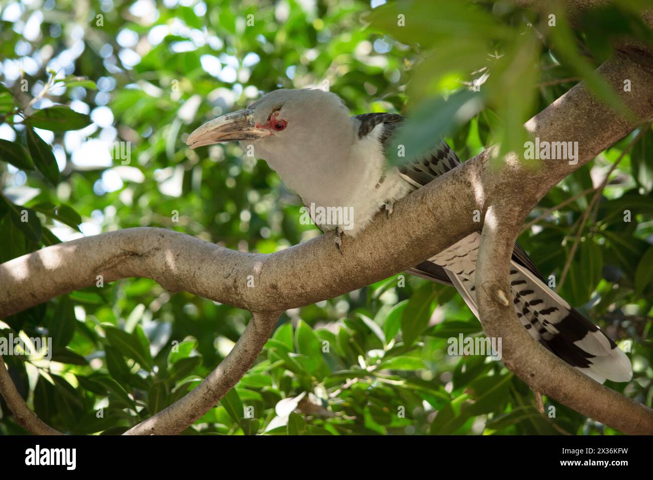 the Channel-billed Cuckoo has a massive pale, down-curved bill, grey ...