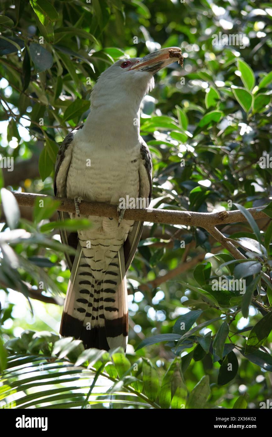 the Channel-billed Cuckoo has a massive pale, down-curved bill, grey ...