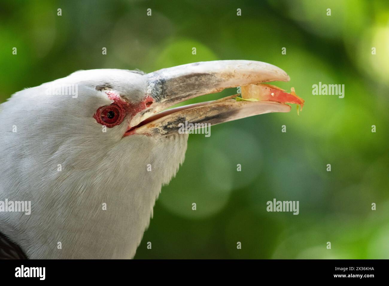 the Channel-billed Cuckoo has a massive pale, down-curved bill, grey ...