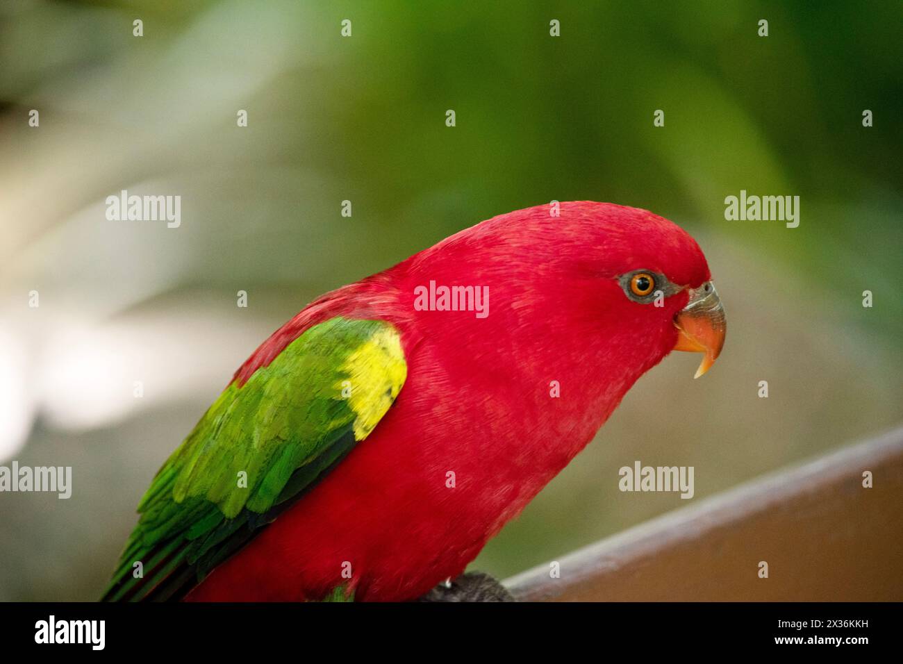 The chattering lory has a red body and a yellow patch on the mantle ...
