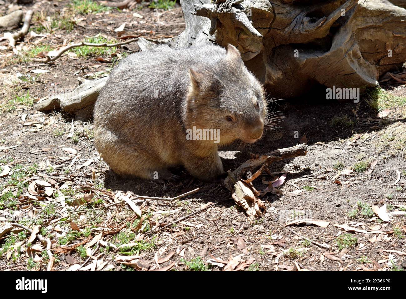 The Common Wombat has a large nose which is shiny black, much like that ...
