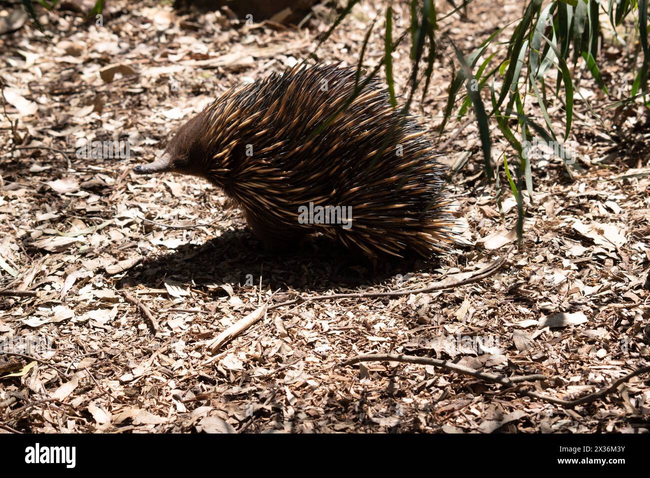 the short nosed echidnahas strong-clawed feet and spines on the upper ...