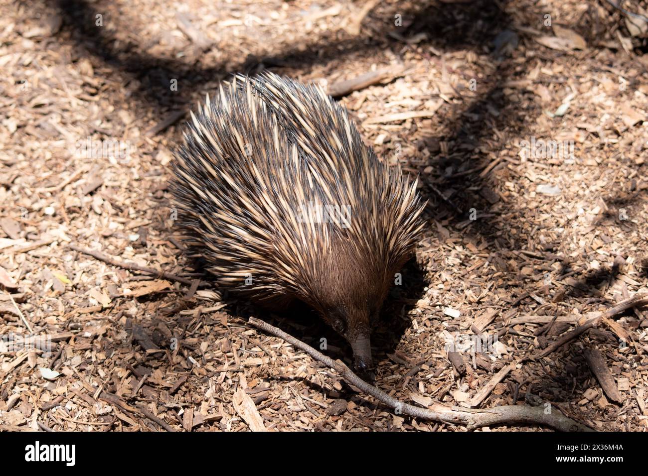 the short nosed echidna has strong-clawed feet and spines on the upper ...