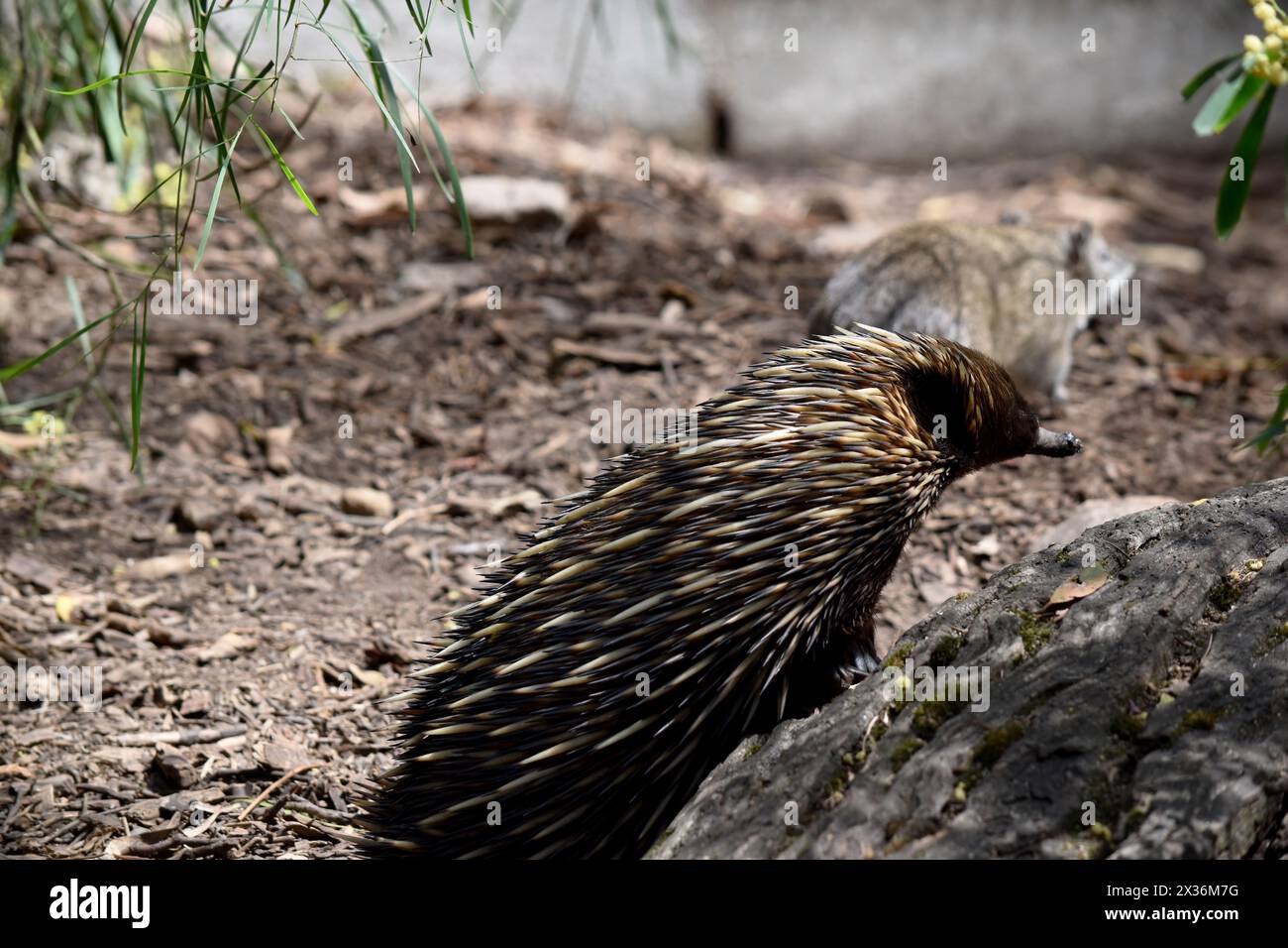the short nosed echidna has strong-clawed feet and spines on the upper ...