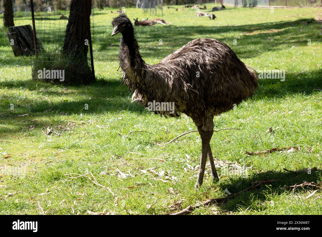 Emus are covered in primitive feathers that are dusky brown to grey ...