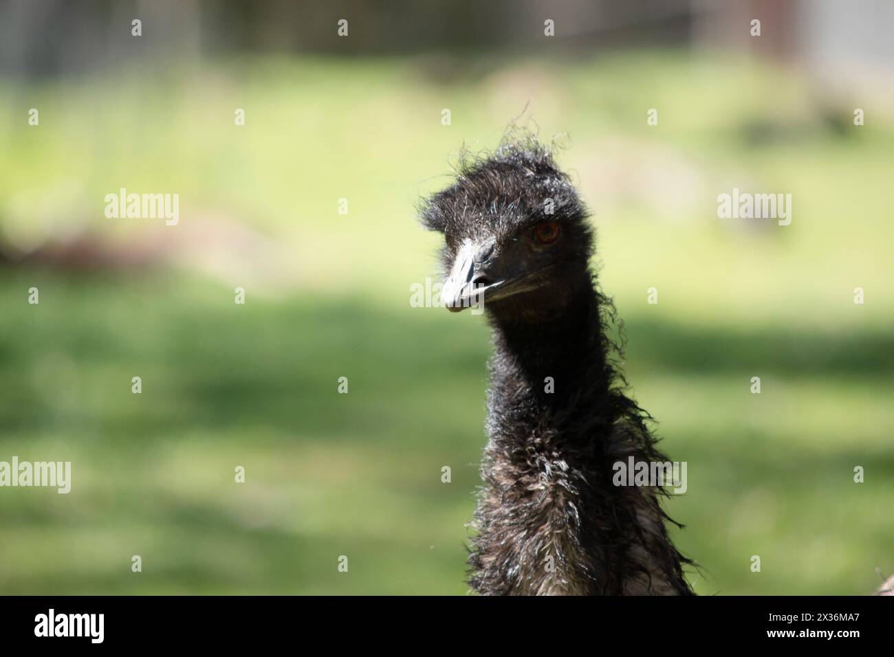 Neck feather hi-res stock photography and images - Alamy