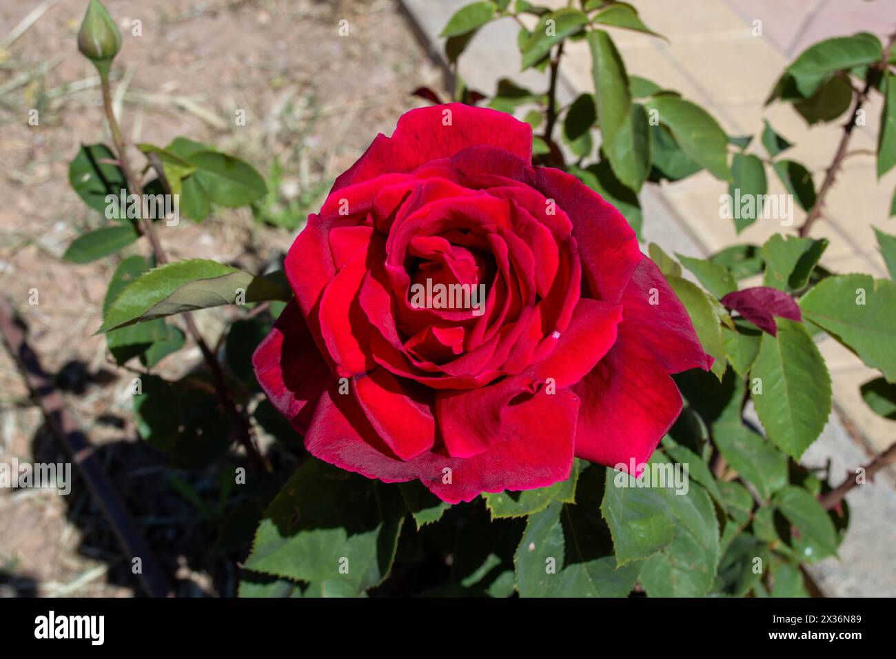 Jardin hermoso hi-res stock photography and images - Alamy