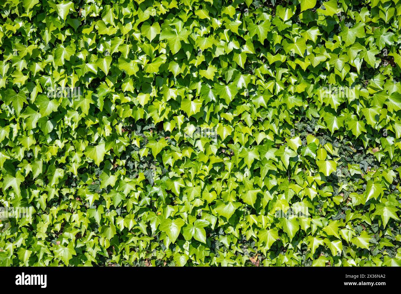 Ivy background, evergreen Hedera leaves on the wall Stock Photo - Alamy