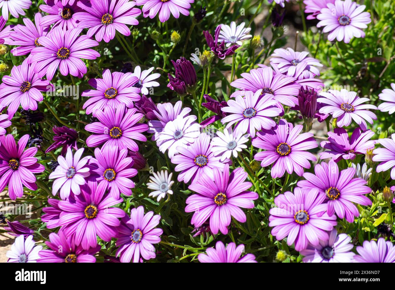 Garden flowers violet African daisies Stock Photo - Alamy