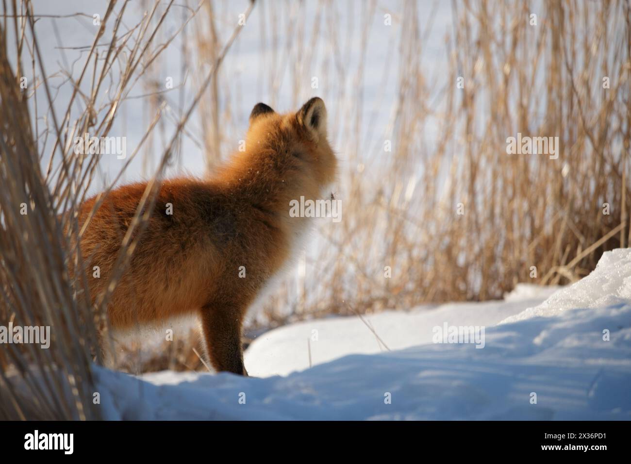 Fox rear view hi-res stock photography and images - Alamy