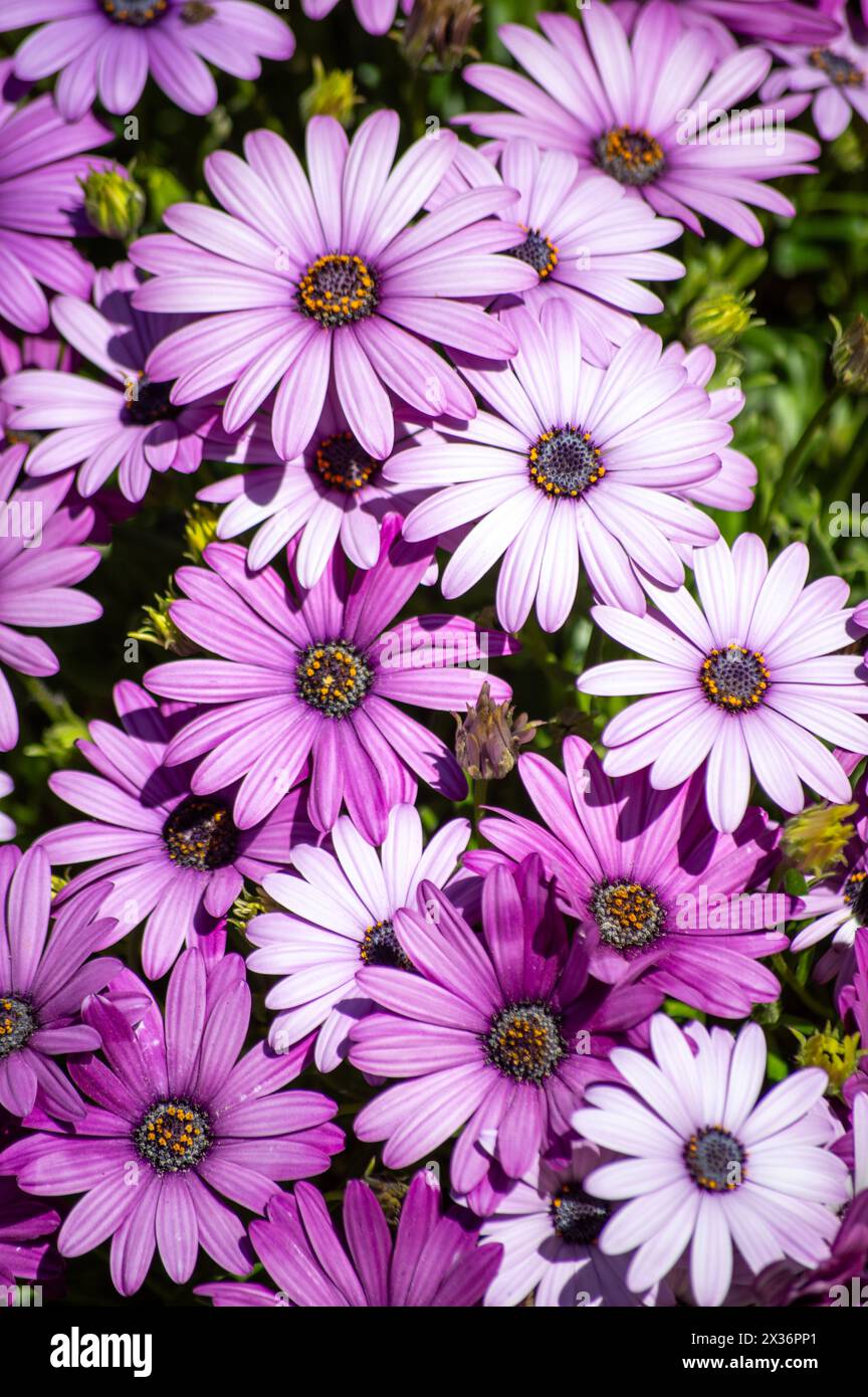 Primavera africana hi-res stock photography and images - Alamy