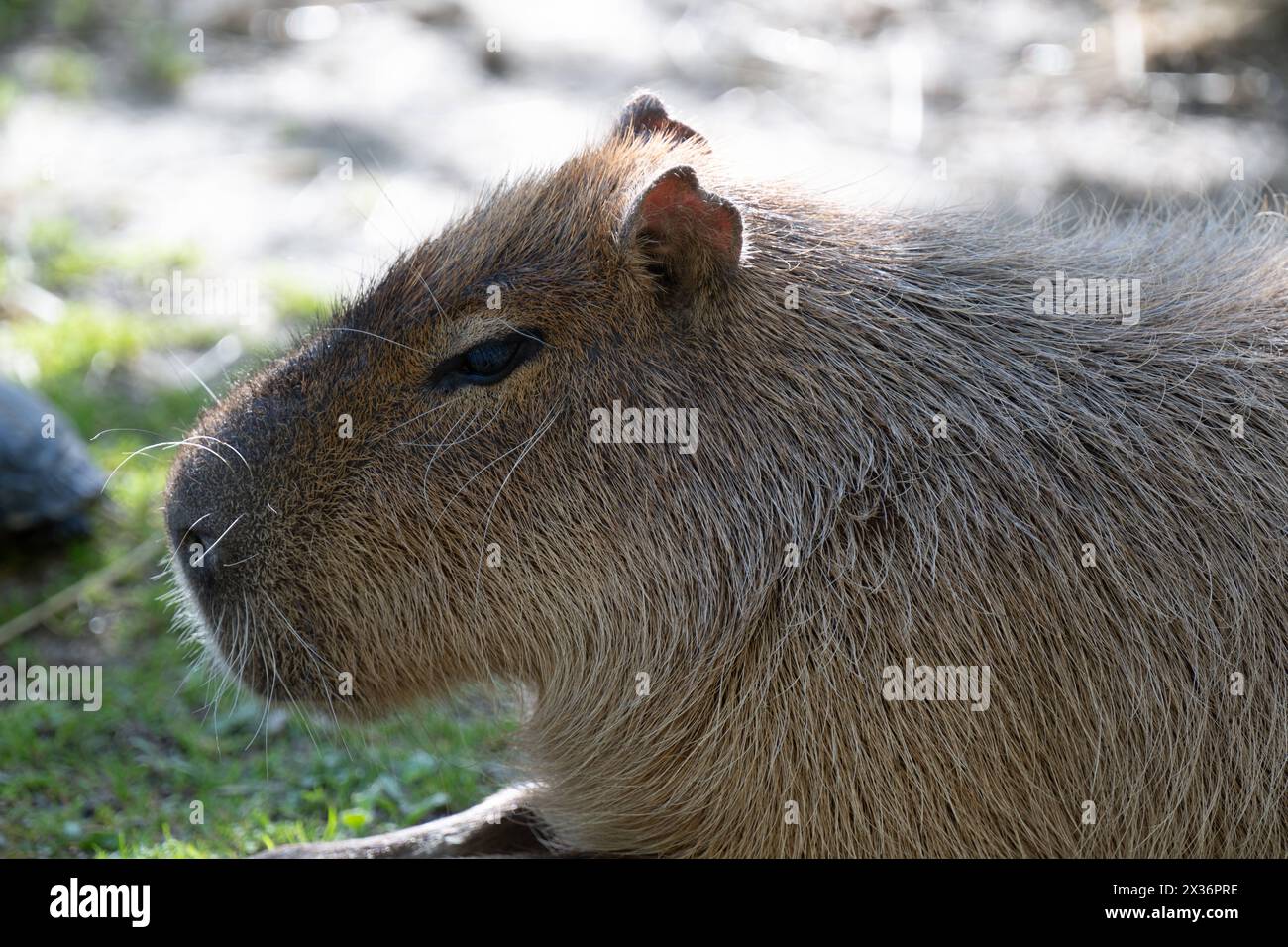 CAPYBARA HYDROCHOERUS HYDROCHAERIS Salzburg zoo Salzburg Austria Stock ...
