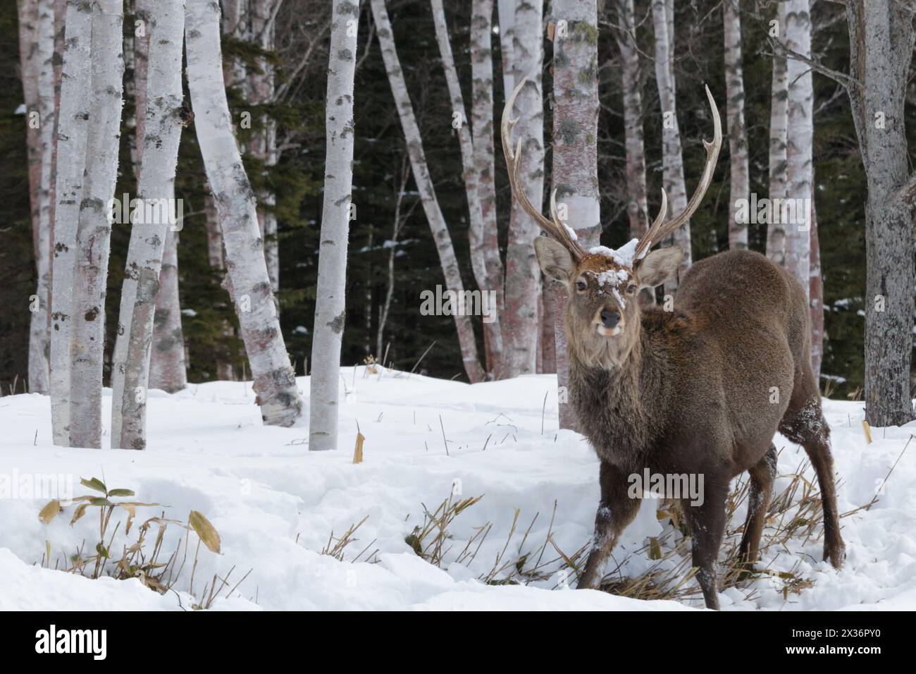 Large single male deer stag in snowy winter forest landscape Stock ...