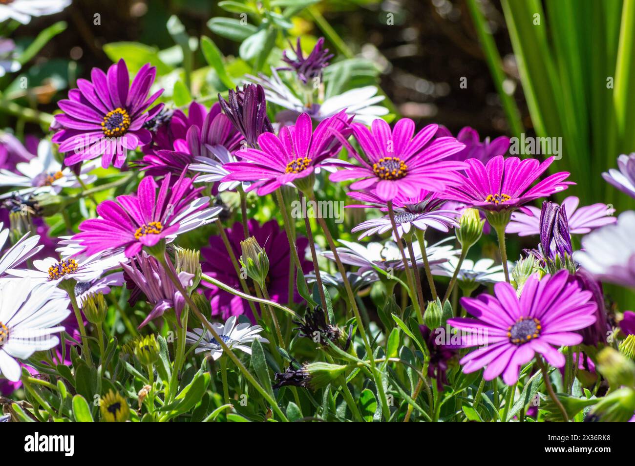 Flor de arctotis hi-res stock photography and images - Alamy