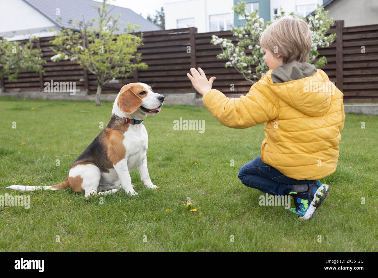 young boy training a beagle dog in the garden Stock Photo - Alamy