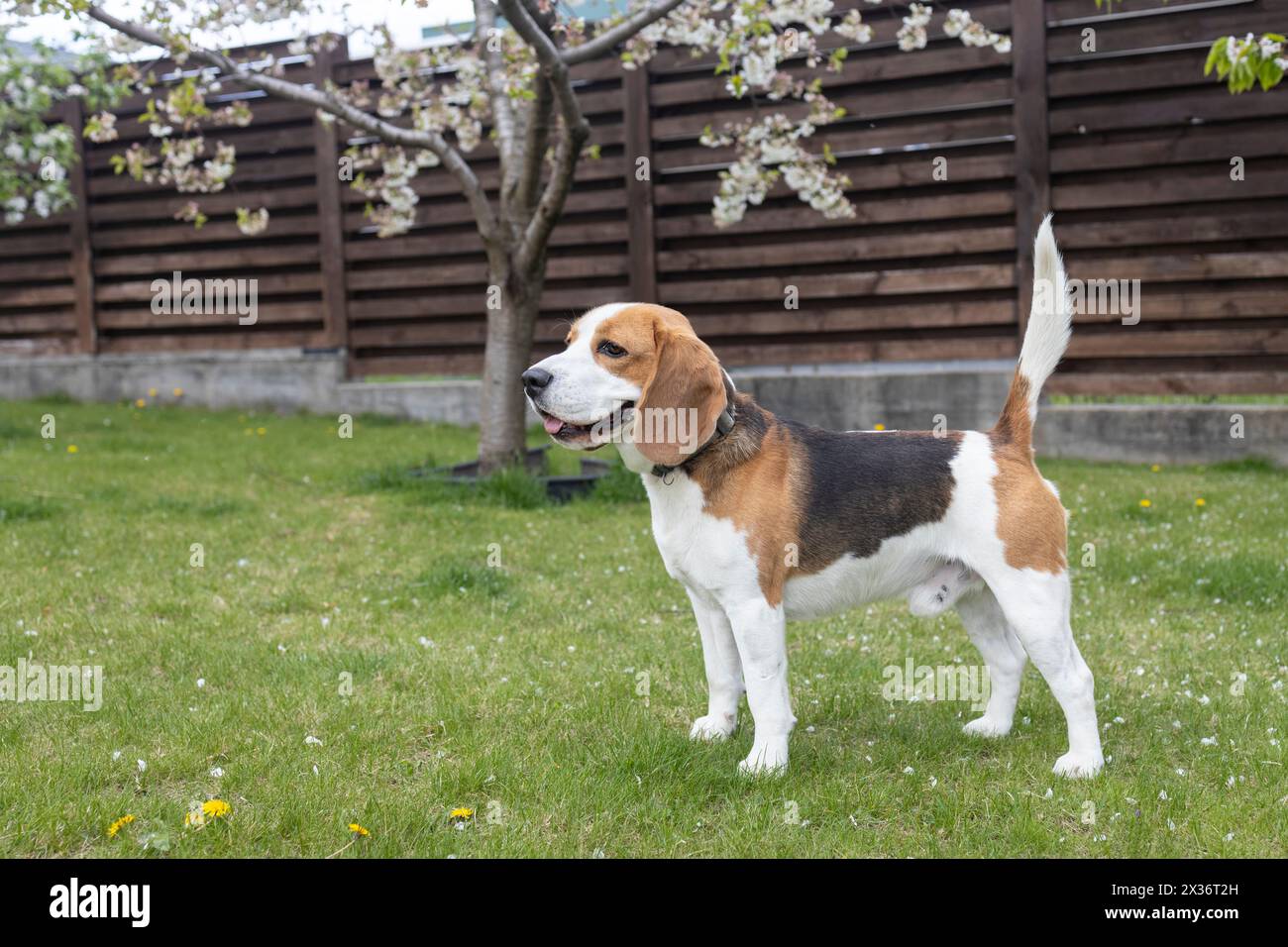 portrait of a healthy young beagle dog. standing on the lawn in profile ...