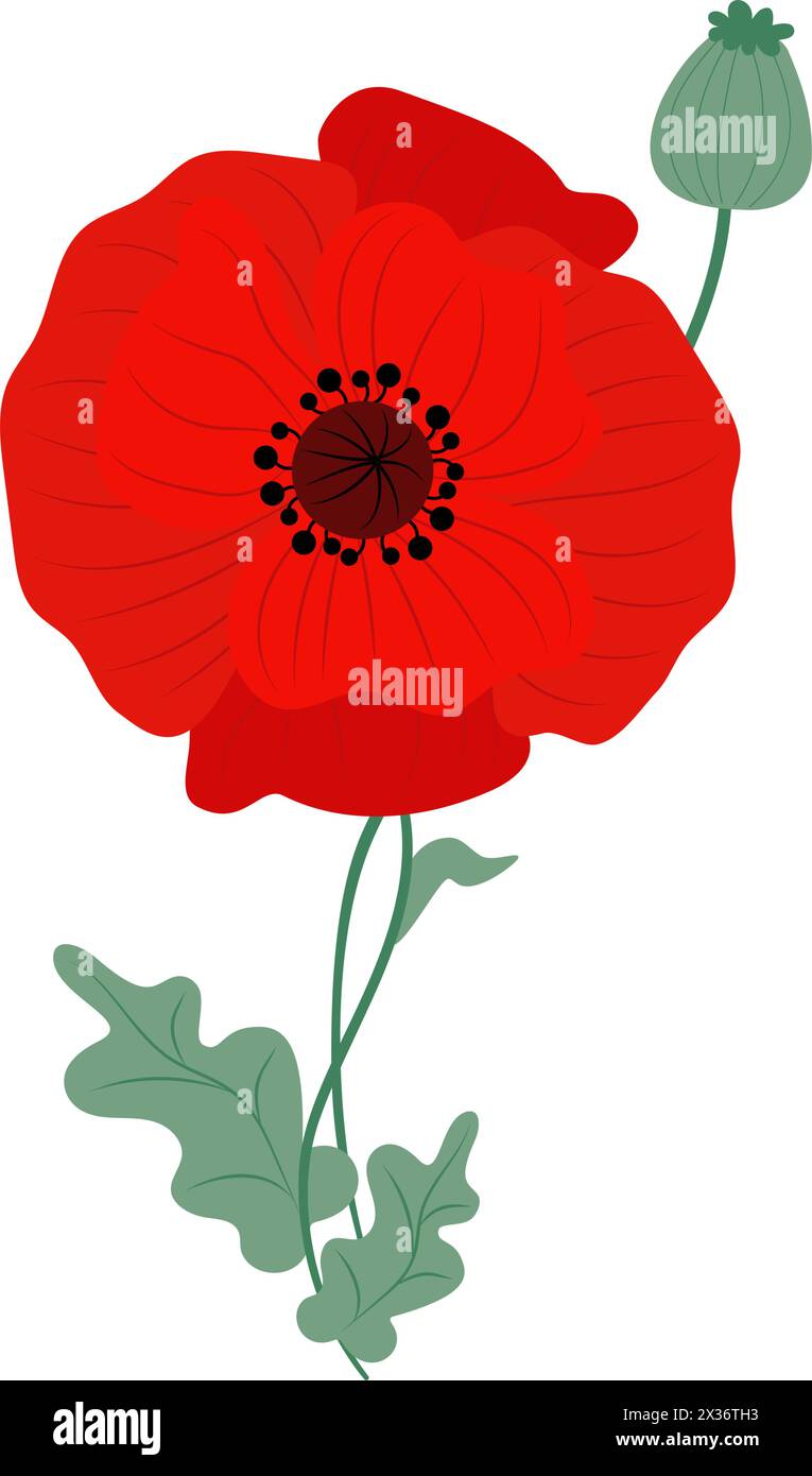 Red poppy flower with green leaves. Vector illustration. Symbol of ...