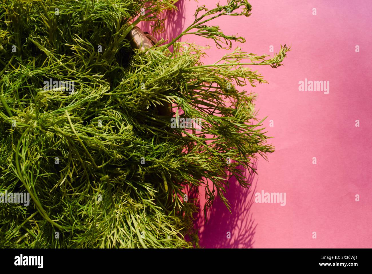 Dill green leafy vegetable, raw winter seasonal special veggie, thin ...