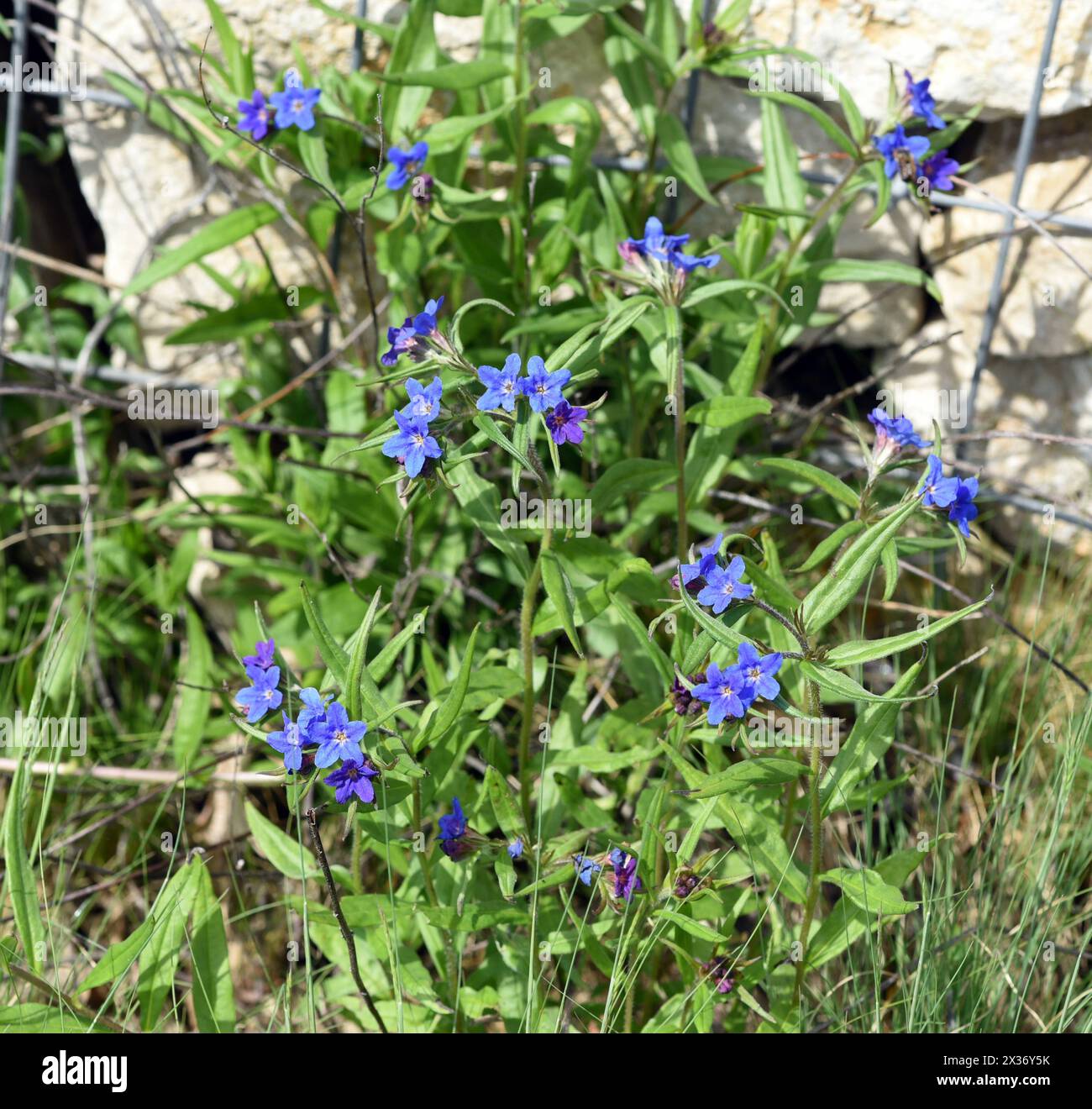 Steinsame, Aegonychon purpurocaeruleum ist eine huebsche Blume mit ...