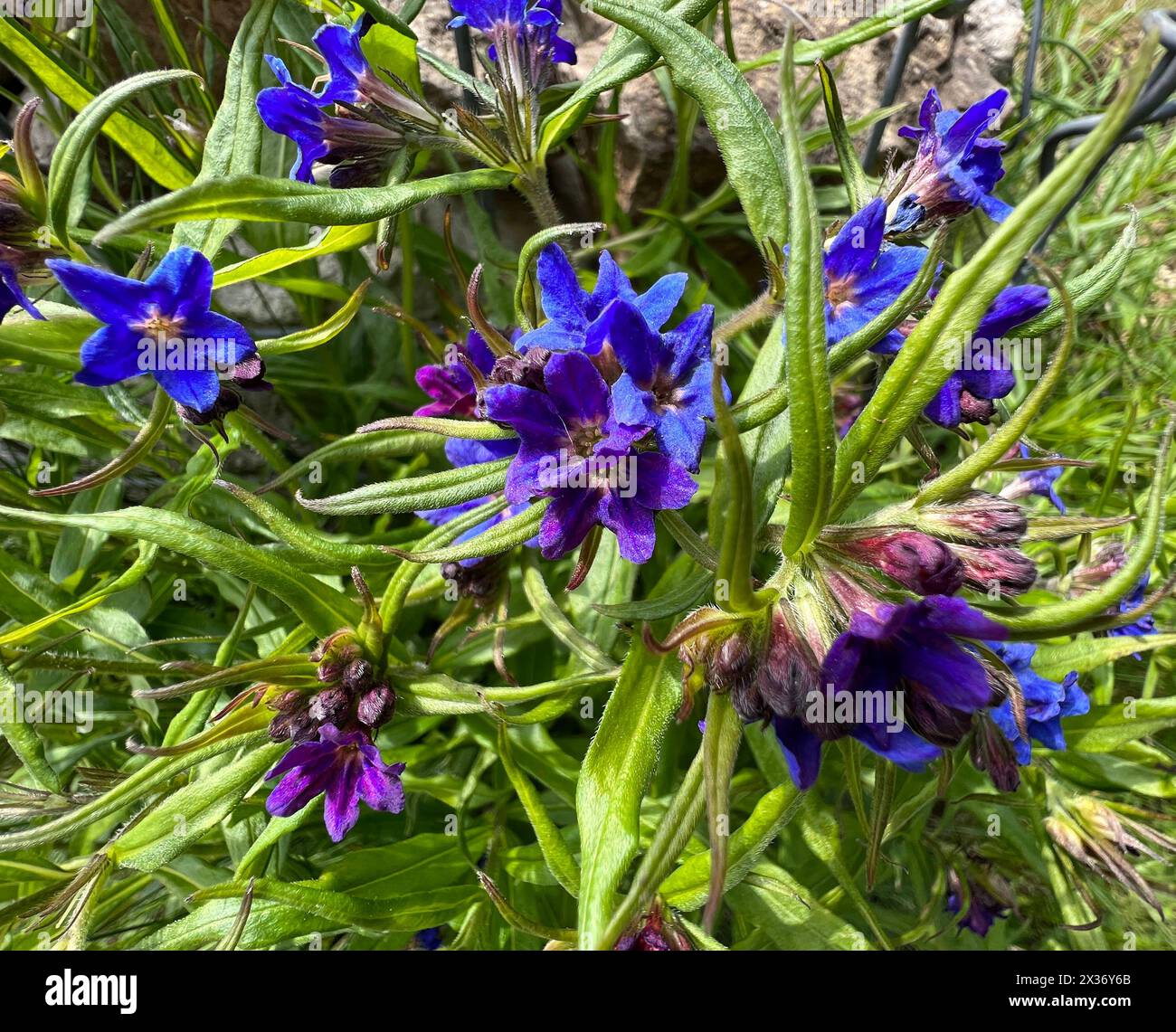 Steinsame, Aegonychon purpurocaeruleum ist eine huebsche Blume mit ...