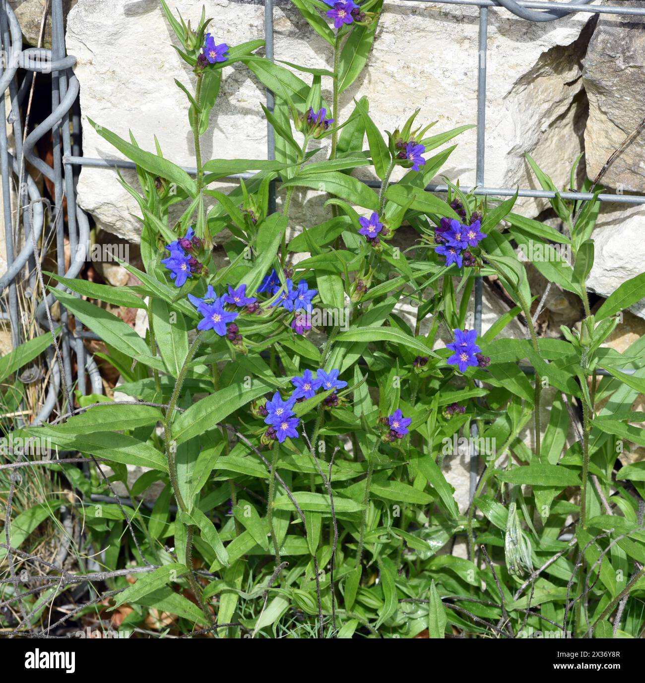 Steinsame, Aegonychon purpurocaeruleum ist eine huebsche Blume mit ...