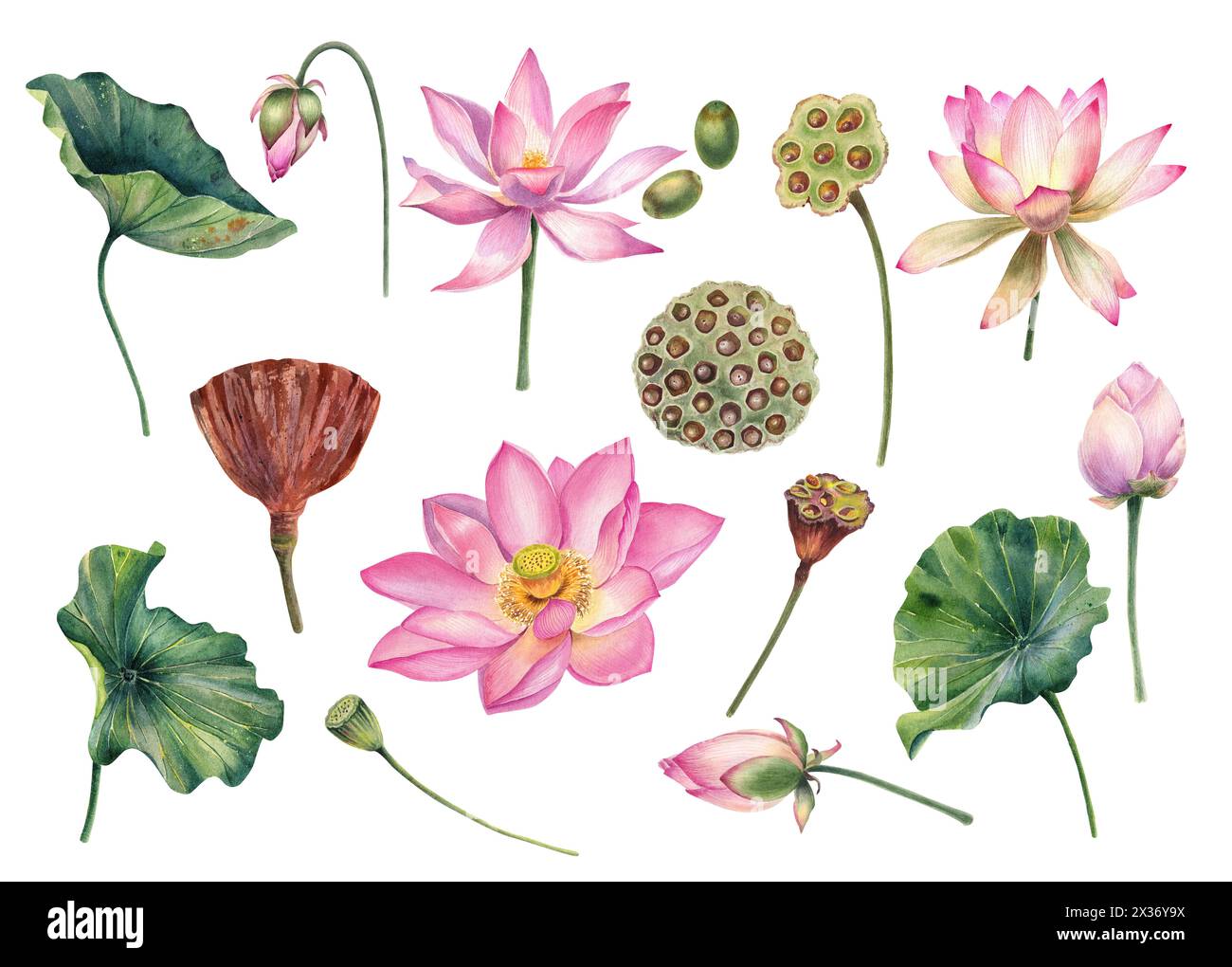 Realistic Lotus Flower Drawings 100% Hand Painted Super Realistic