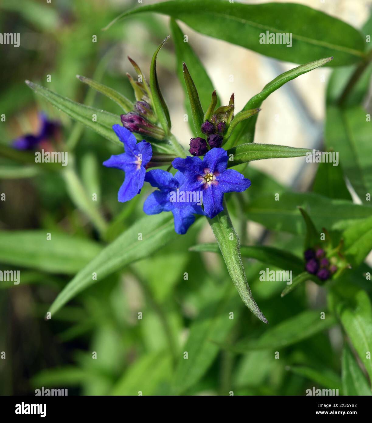 Steinsame, Aegonychon purpurocaeruleum ist eine huebsche Blume mit ...