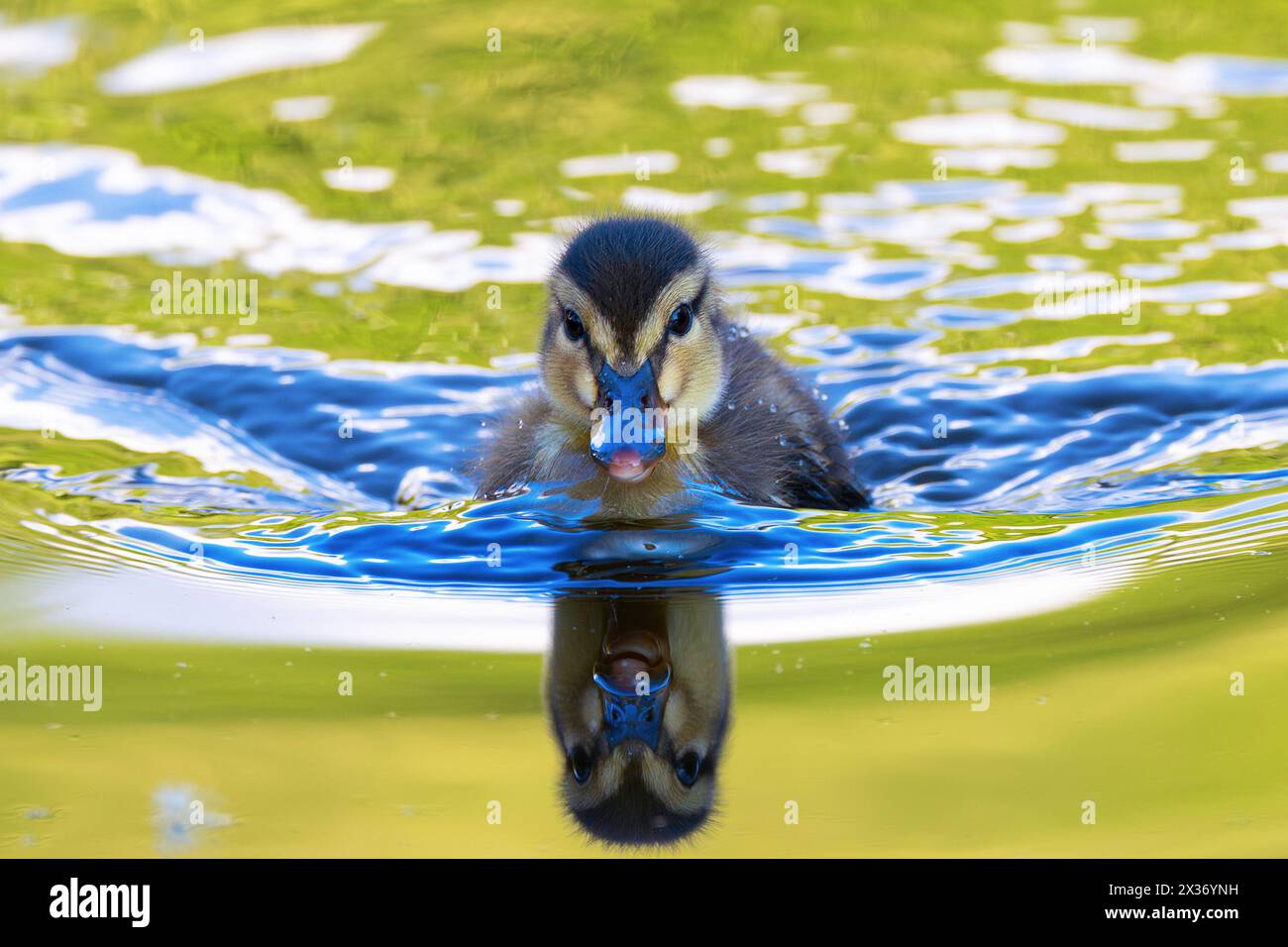 reflections of cute mallard duckling swimming on water, newborn duck on pond (Anas platyrhynchos ...