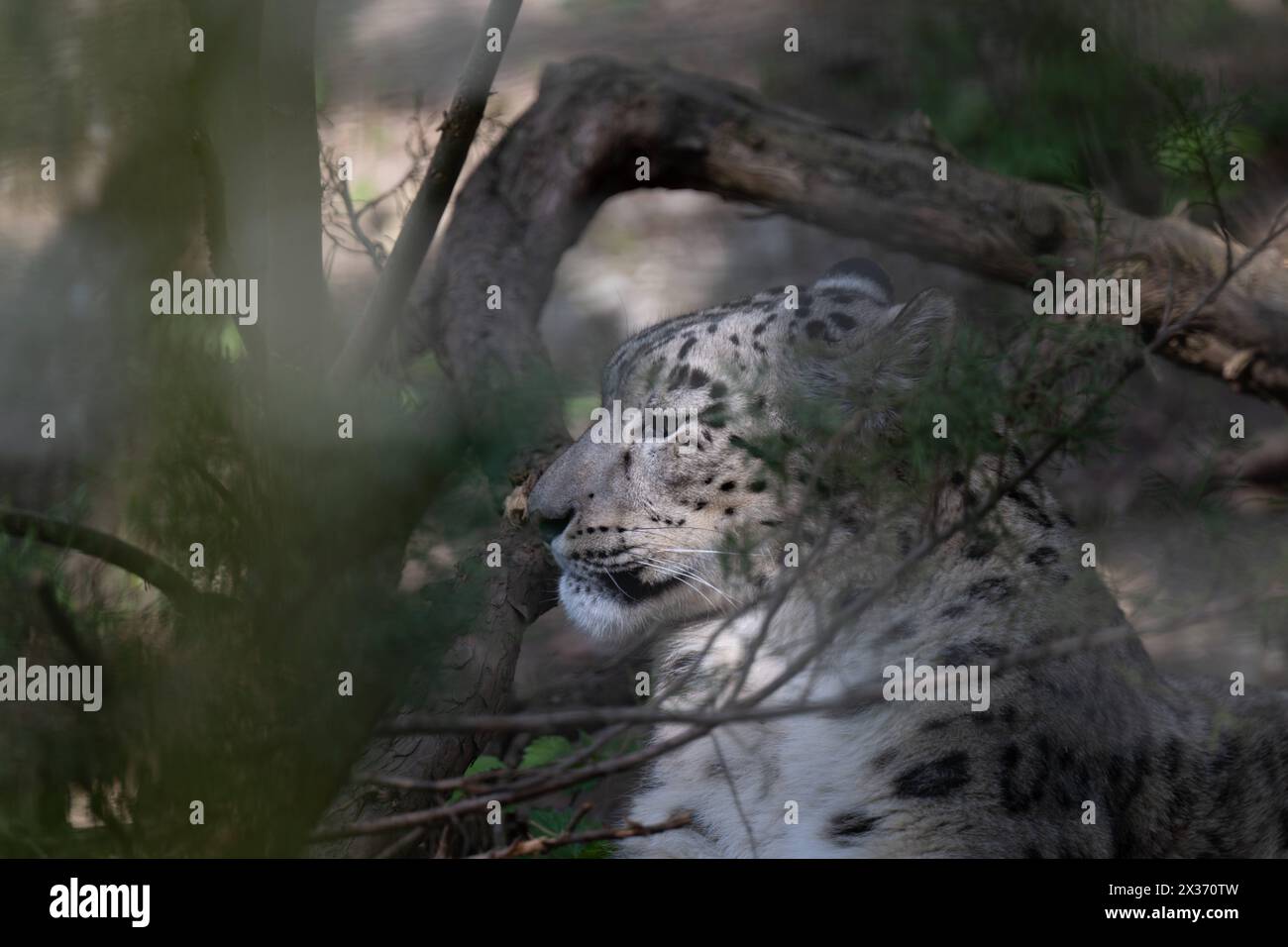 SNOW LEOPARD PANTHERA UNCIA Salzburg Zoo Salzburg Austria Stock Photo ...