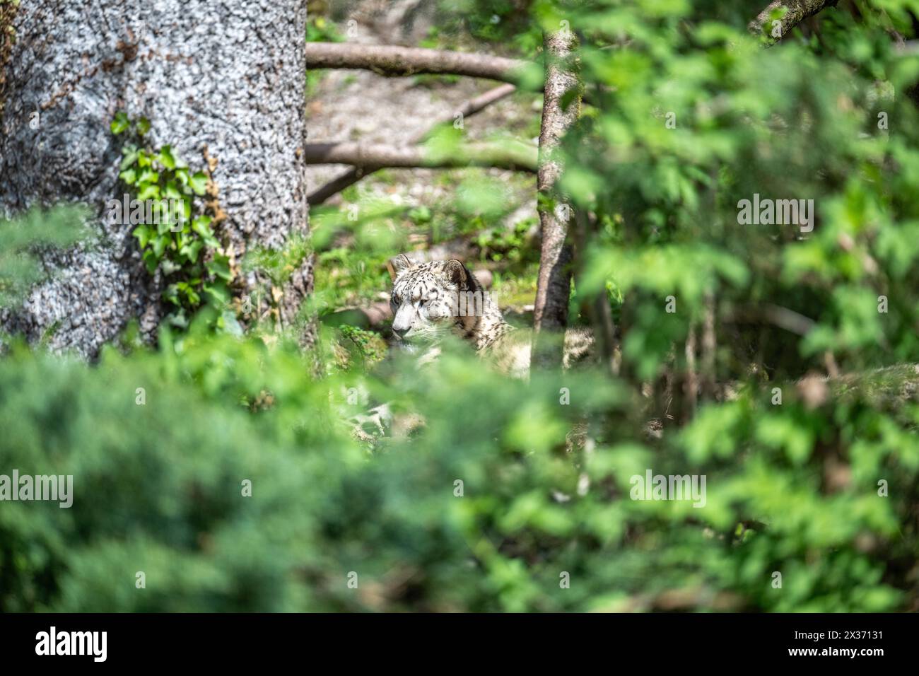 SNOW LEOPARD PANTHERA UNCIA Salzburg Zoo Salzburg Austria Stock Photo ...